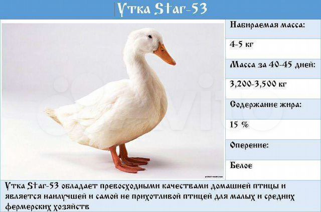 Утята стар53 15дней