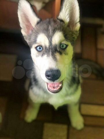 Щеночек Сибирской хаски