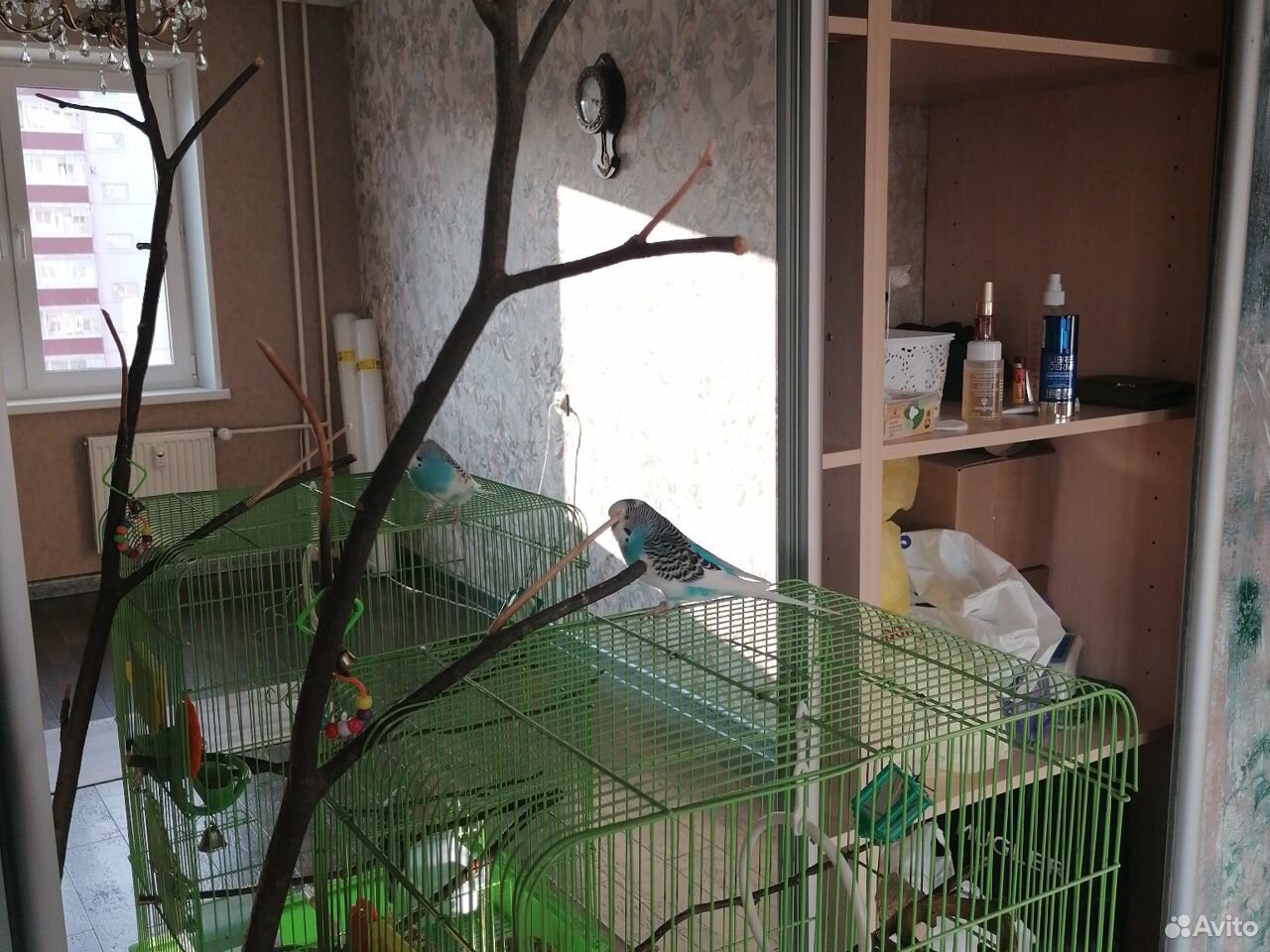 Попугайчики