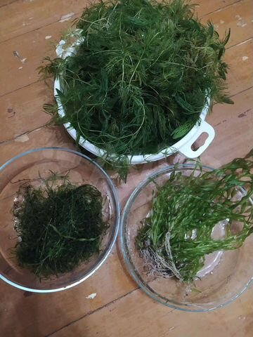 Растения для аквариума