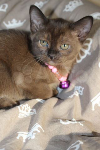 Умный кот и кошка