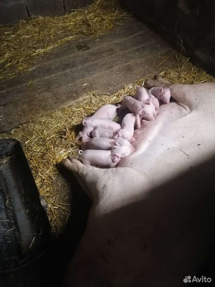 Поросенок ландрас