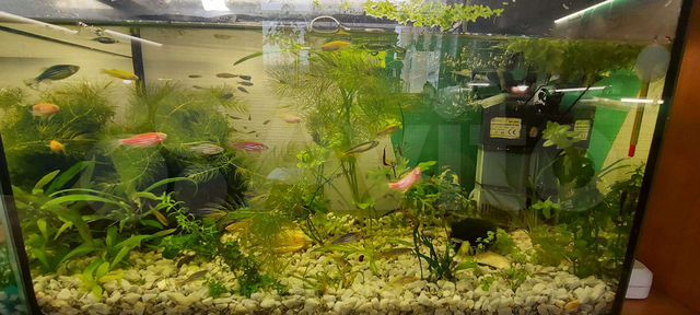 Данио,пецили,петушки,гуппи,молинезии и др