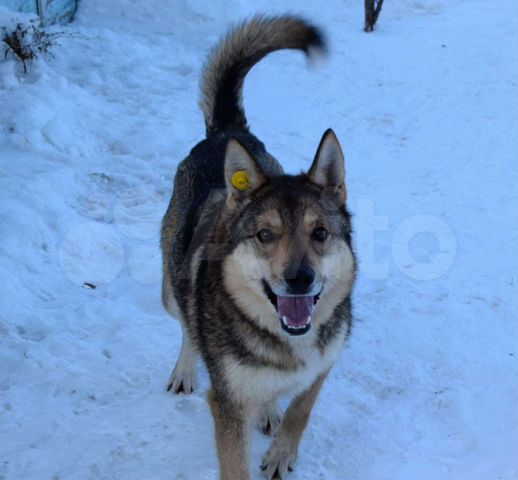 Собака в добрые руки