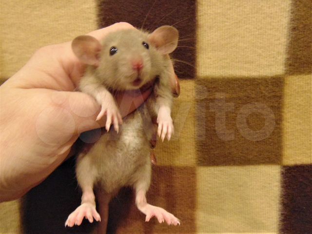 Крыски,крысята девочки от заводчика, клетки. гамак