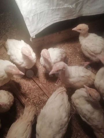 Индюшата Хк. тяжёлого кроса