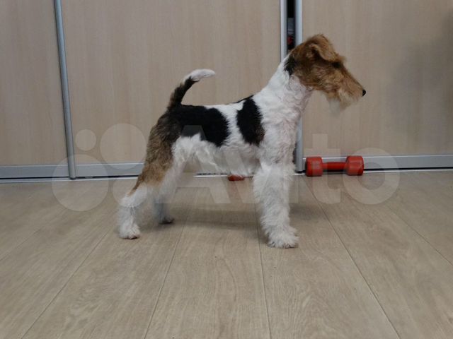 Очеровательные щенки