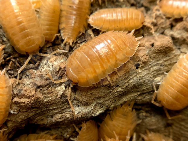 Продам мокриц