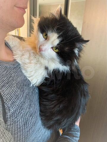 Очаровательный котейка