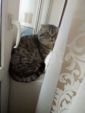 Шотландская