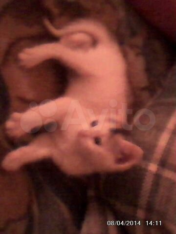 Белый котик