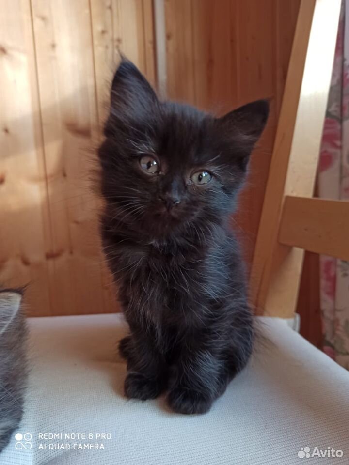 Чёрная кошечка, 1,5 мес
