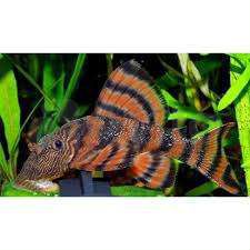 Анциструс l