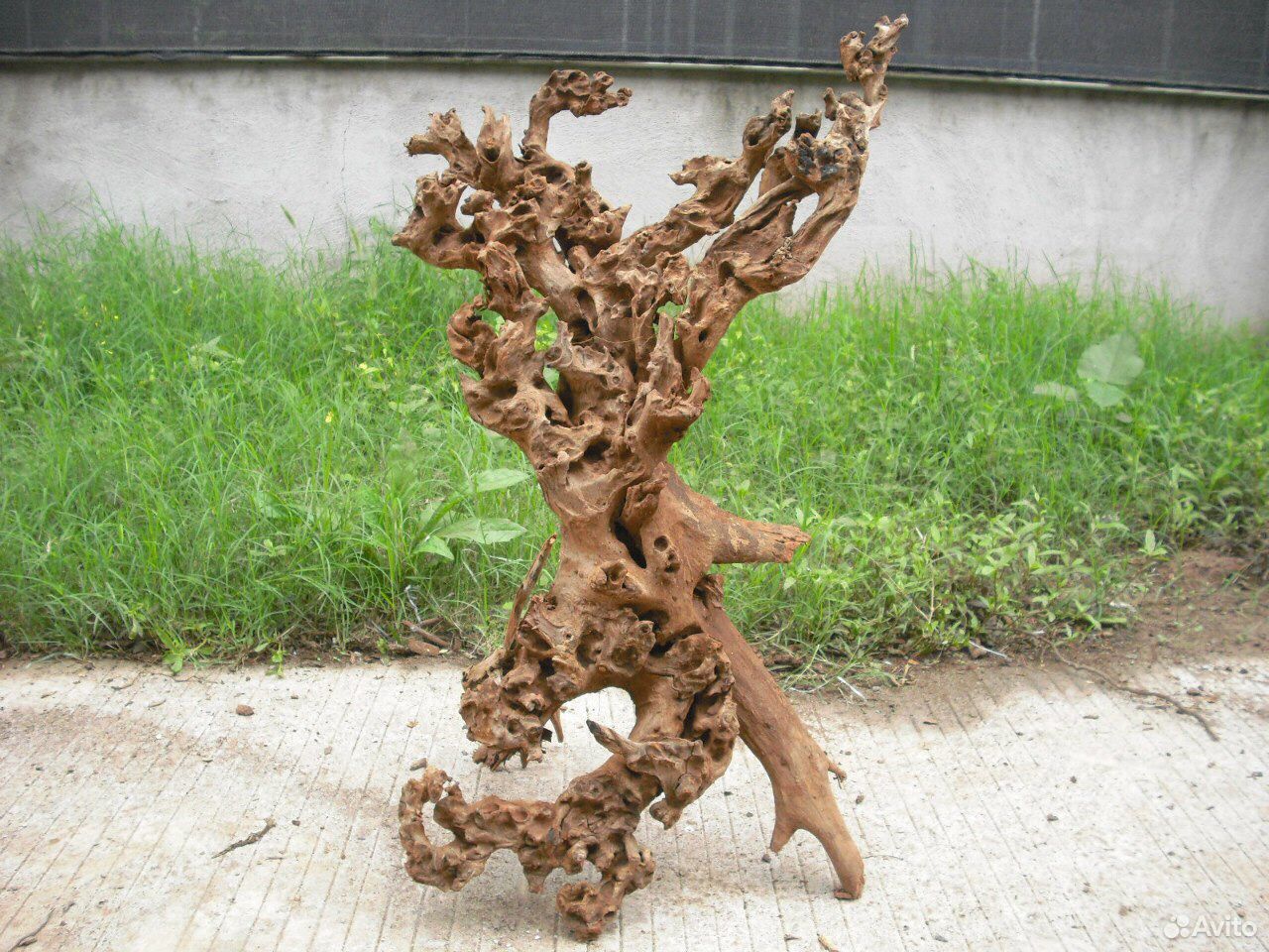 Коряги
