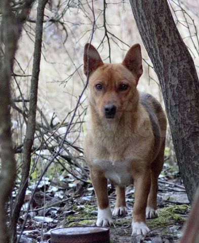 Коротколапика в добрые руки