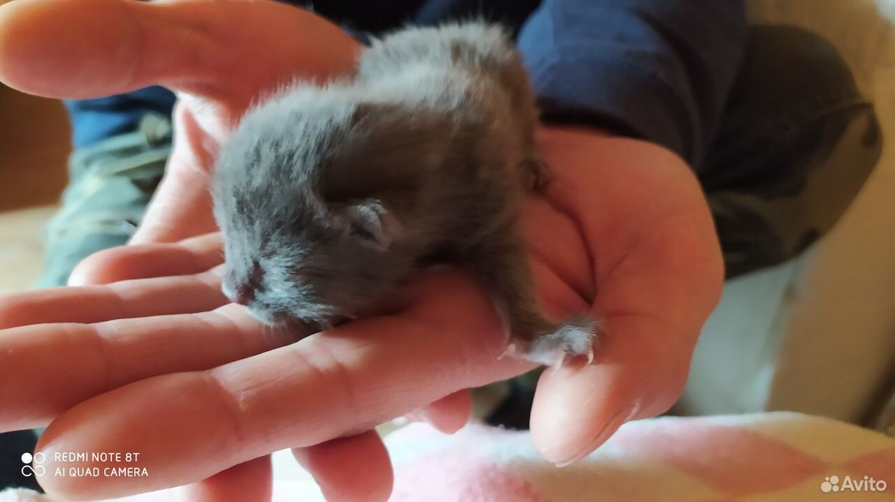 Продам котенка