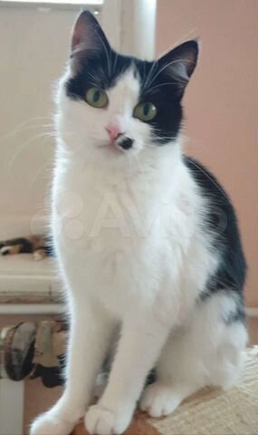 Ласковой кошечке очень нужен дом