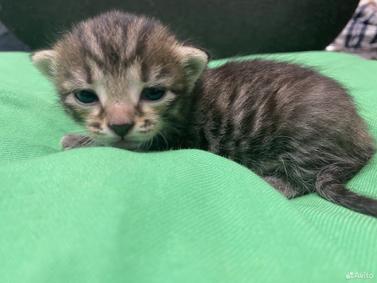 Продаются милые котята от умной мамы