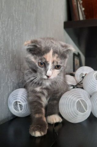 Шотландские вислоухие котята черепашки