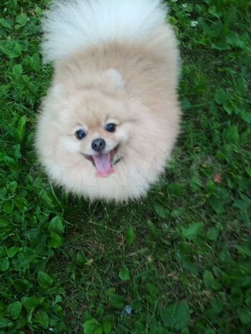 Вязка. Шпиц малый