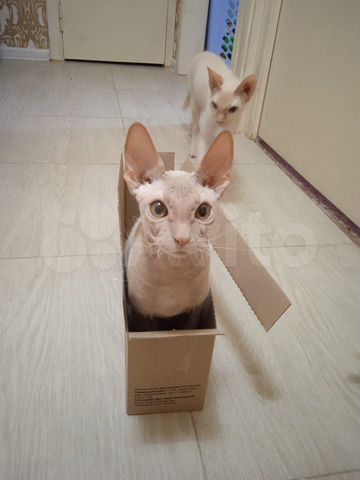 Бархатный мальчик-кот