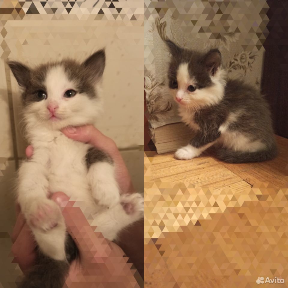 Отдам котят в добрые руки