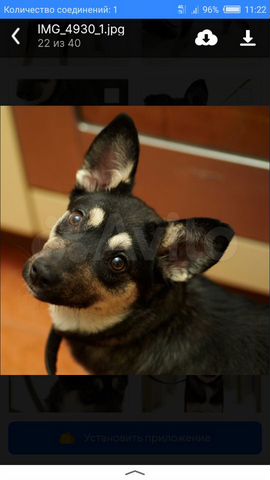 Очаровательная девчушка в добрые руки