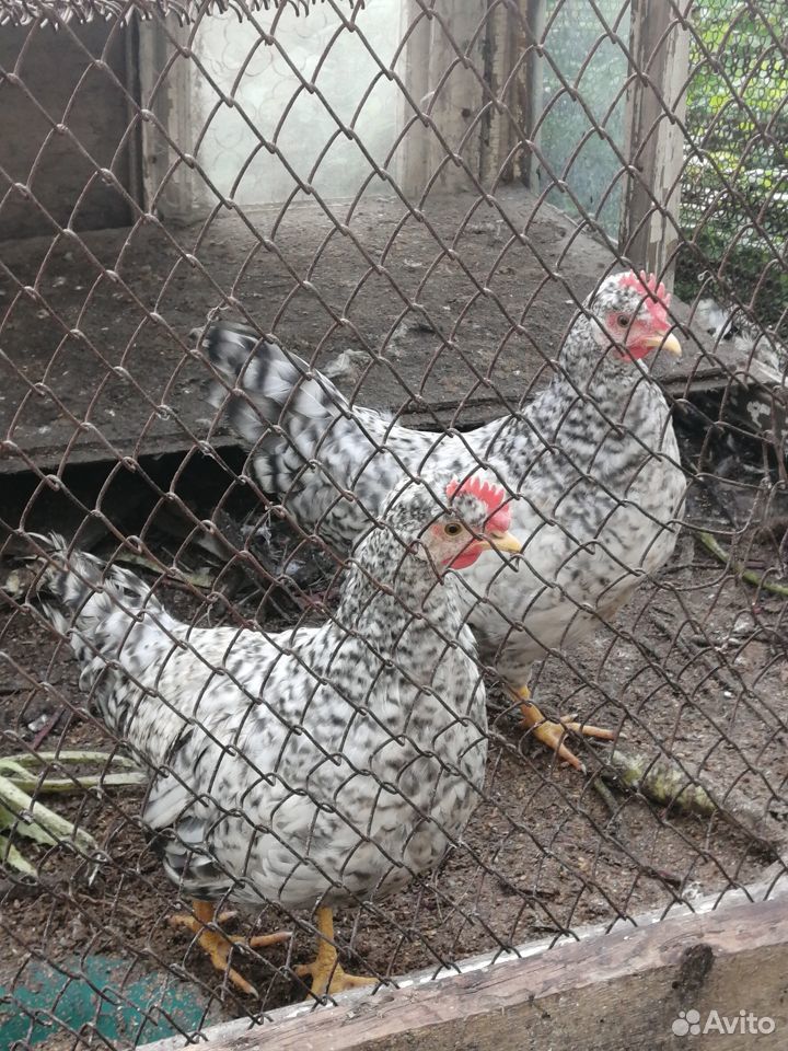 Петухи Кремовый Легбар