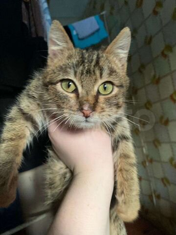 Полосатый и усатый