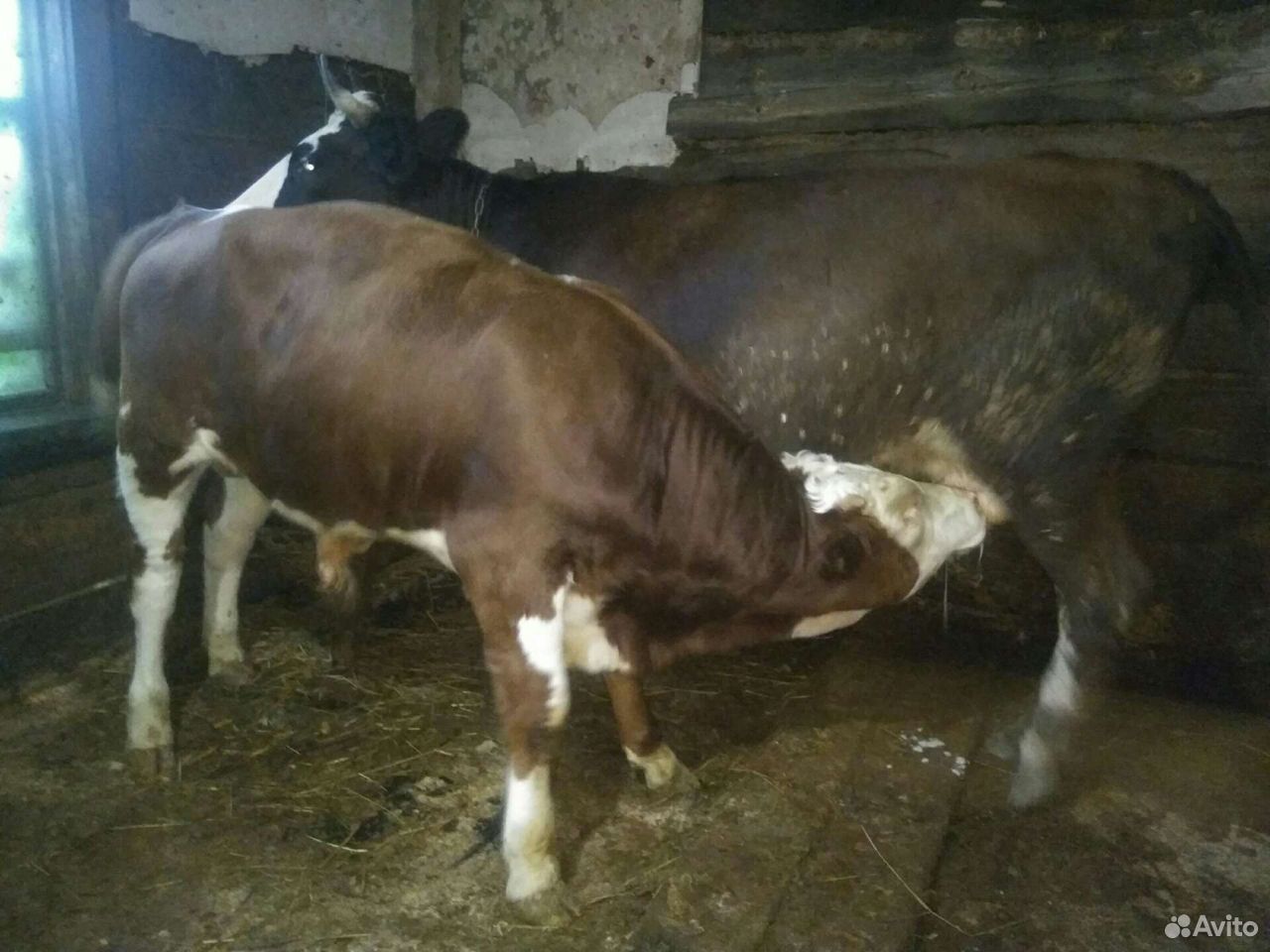 Бычёк молочный,поросята вьетнамские