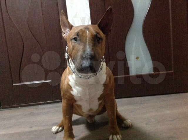 Бультерьер вязка