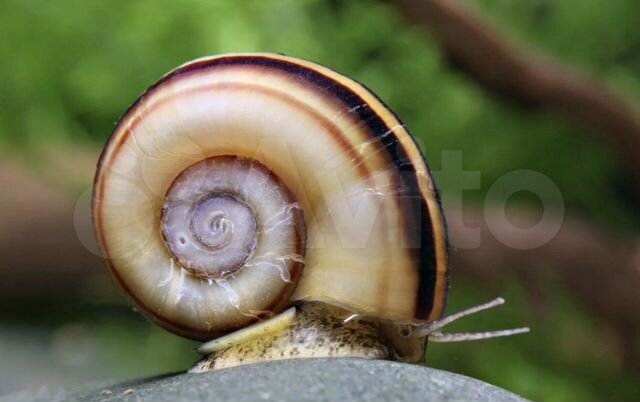 Улитки Мариза