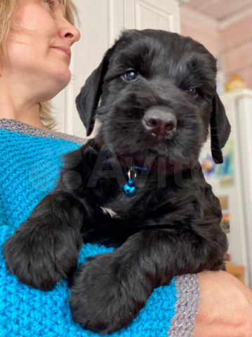 Ризеншнауцер