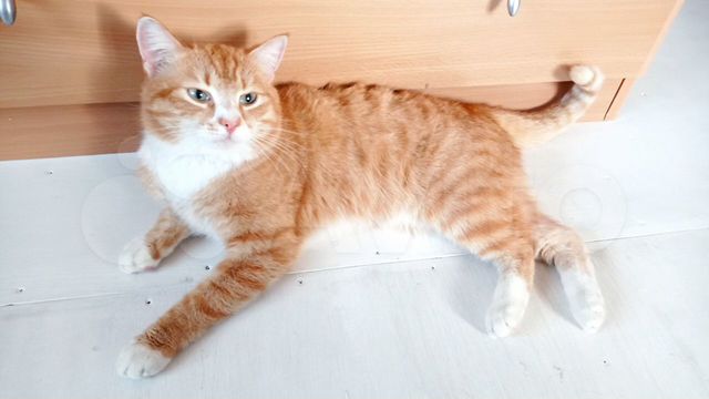 Кот молодой бесплатно