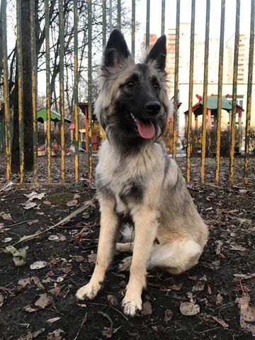 Собака-щенок в добрые руки