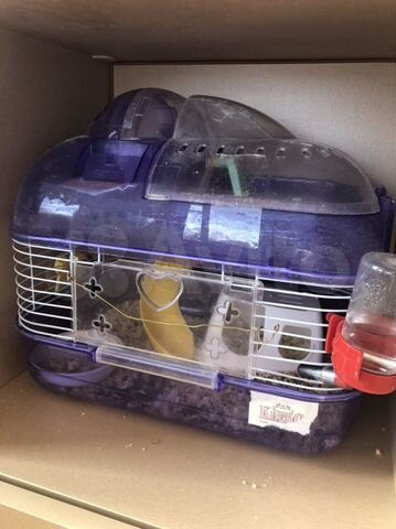 Джунгарский и сирийский хомячки