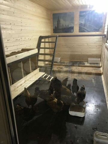 Куры несушки продам с курятником