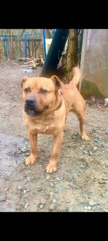 Питбультерьер