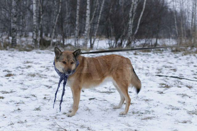 Чили ищет дом