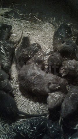 Нутрии самцы и самки