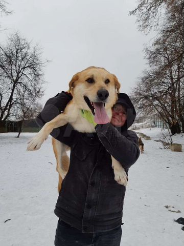Очень добрый пёс Рокки из приюта