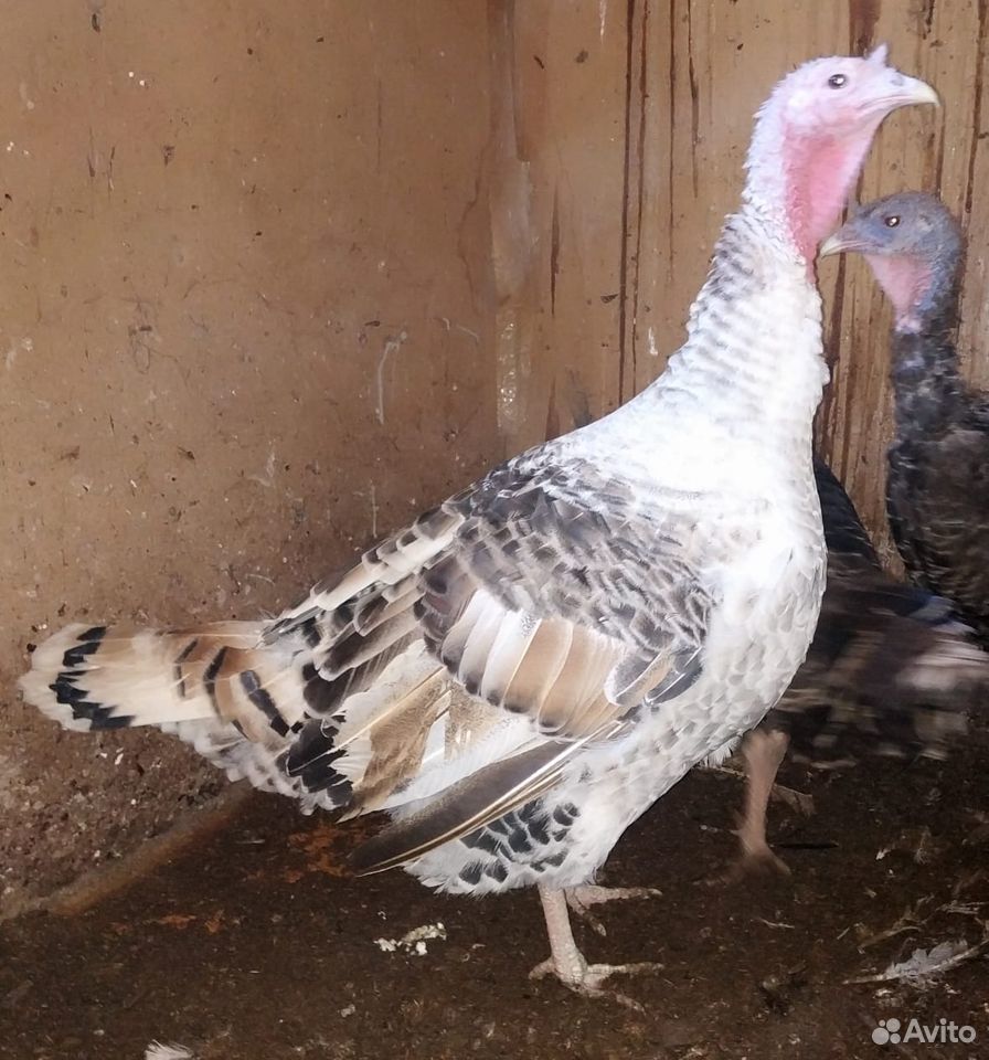 Индюшка несушка северокавказская