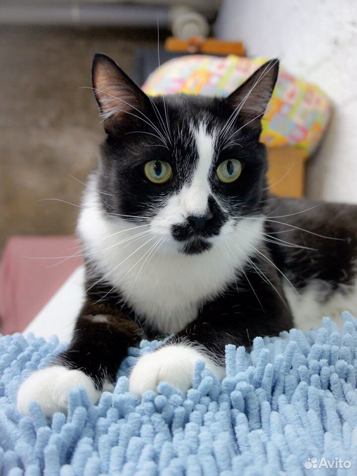 Скромный Джерри в добрые руки