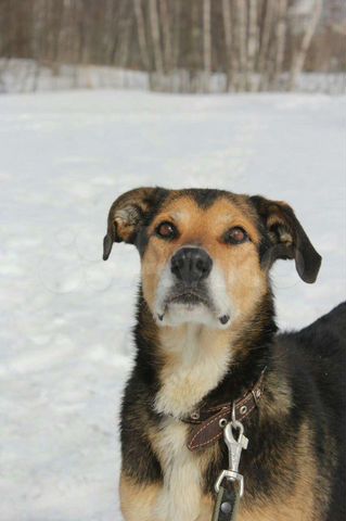 Собака Стелла очень хочет найти дом