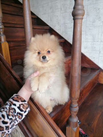 Щенки шпица