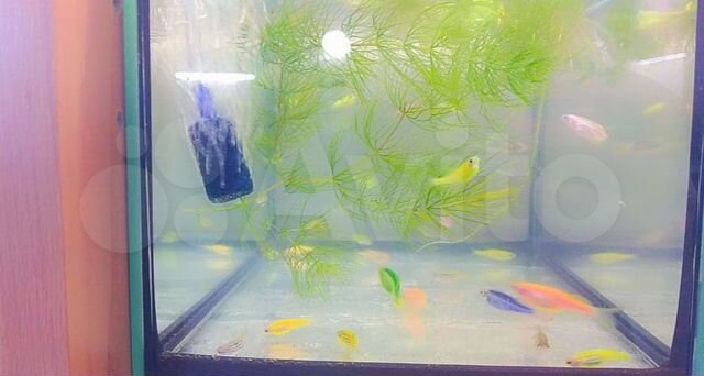 Данио рерио и гло