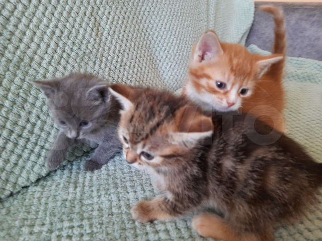 Котята в добрые руки бесплатно