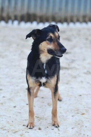 Малыш Рэми в добрые руки