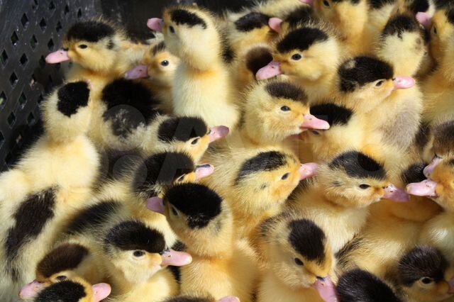 Утята Муларды 2-х Недельные