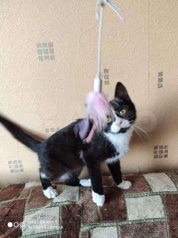 Ласковая кошечка 4 мес